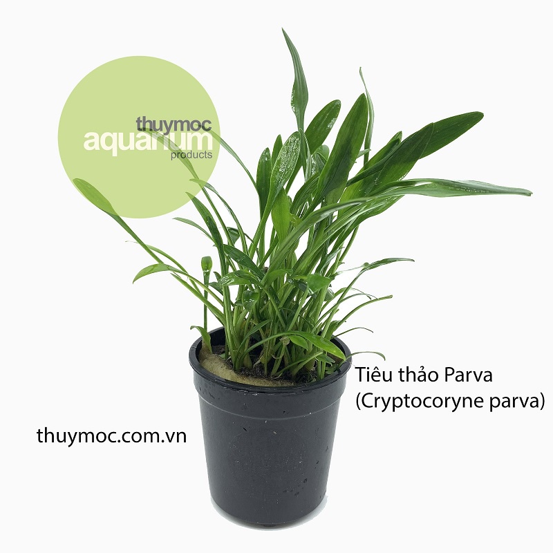 TIÊU THẢO PARVA MINI - TIÊU THẢO MŨI TÊN - CÂY THỦY SINH PRAVA TIỀN ...