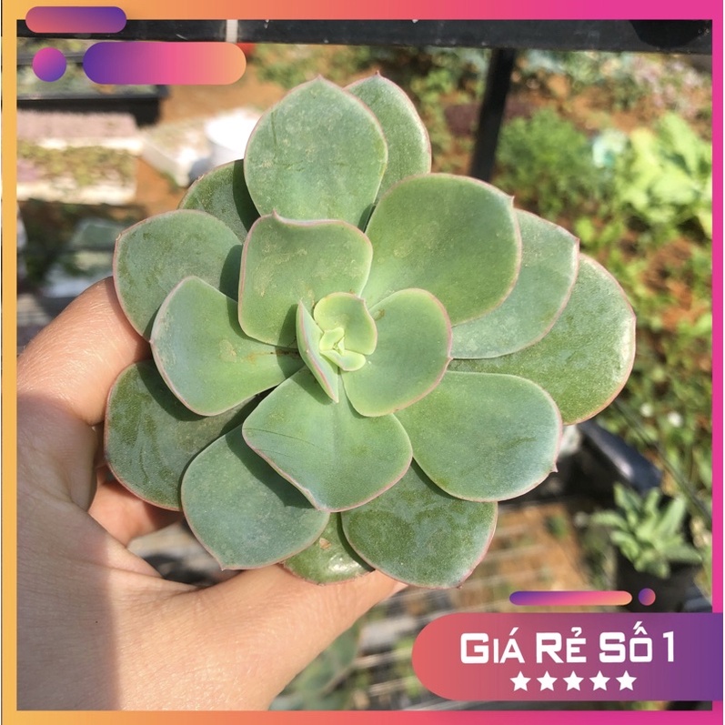 sen đá bèo pháp, bèo viền hồng, giống khoẻ đẻ nhanh như đất xanh ...