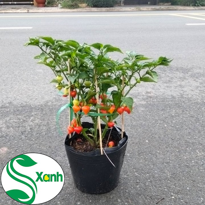 Cây ớt Trái Tim - Trái Đẹp - Ăn Ngon | Shopee Việt Nam