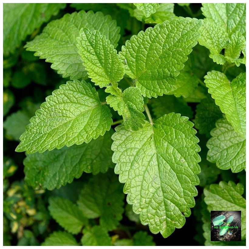 [Seeds] Hạt giống bạc hà chanh Lemon Balm, đóng gói 1gr | Shopee Việt Nam