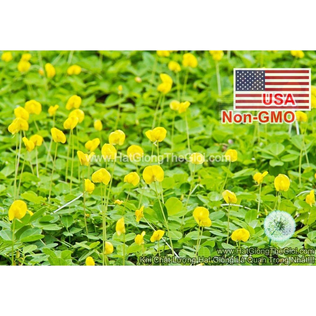 10h Hạt Giống Cỏ Lạc Đậu Phộng Lùn Sống Lâu Năm (C6.203| -KD: Y10*V14 ...