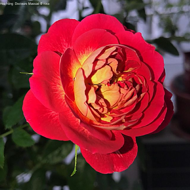 [Cây giống hoa] Hồng Docteurs Massad rose size chậu C9 - CayGiongTot ...