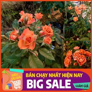 Mixi shop - Giá Tốt, Miễn Phí Vận Chuyển, Đủ Loại | Shopee Việt Nam