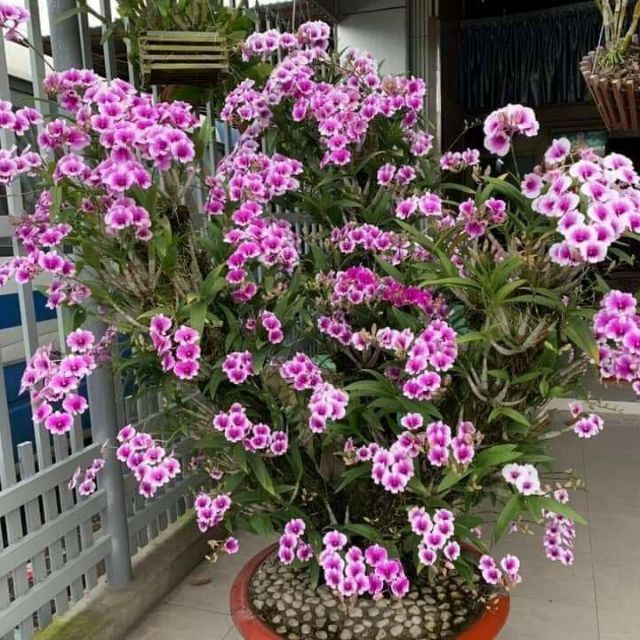 Hoa phong lan denro mini yaya | Shopee Việt Nam