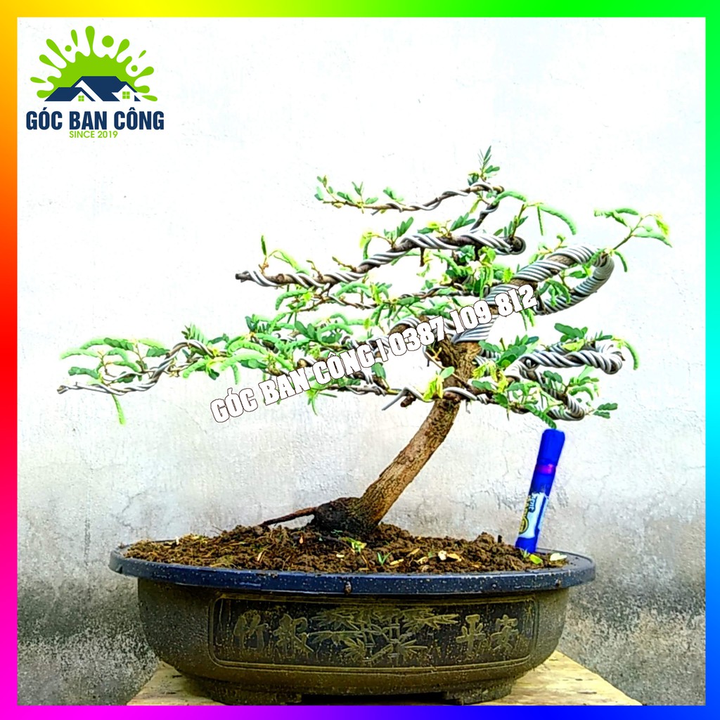Cây Me Bonsai Mini Dáng Bạt Phong Gió Lùa | Shopee Việt Nam