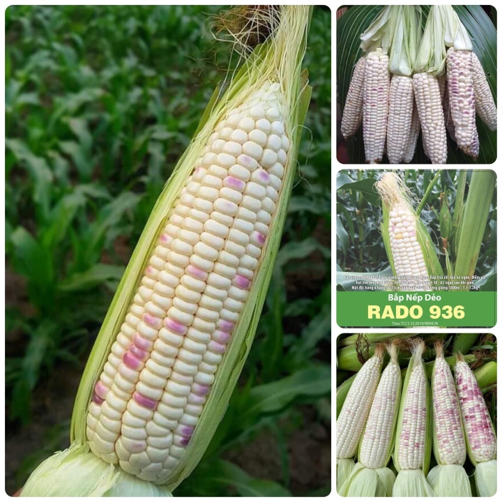 Bắp nếp dẻo rd (10g) | Shopee Việt Nam