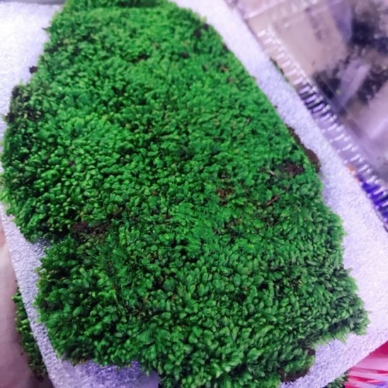 RÊU MINI FISS LÁ NƯỚC TRẢI NỀN HỒ THUỶ SINH (5~6 TẤC) | Shopee Việt Nam