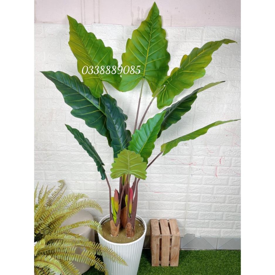Cây giả-Cây Tai Voi Nam Phi loại cao cấp ,decor cực đẹp | Shopee Việt Nam