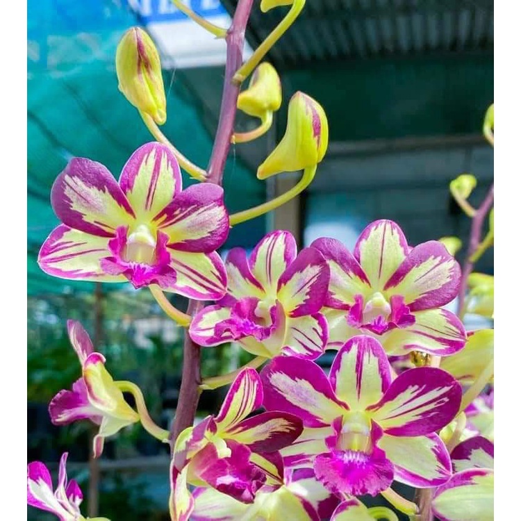 HOA LAN ĐỎ TÍM CHỚP XỔ 5% GỬI NGUYÊN CHẬU PHI 12 | Shopee Việt Nam