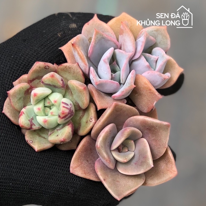Sen đá mini vip ( vĩ ) | Shopee Việt Nam