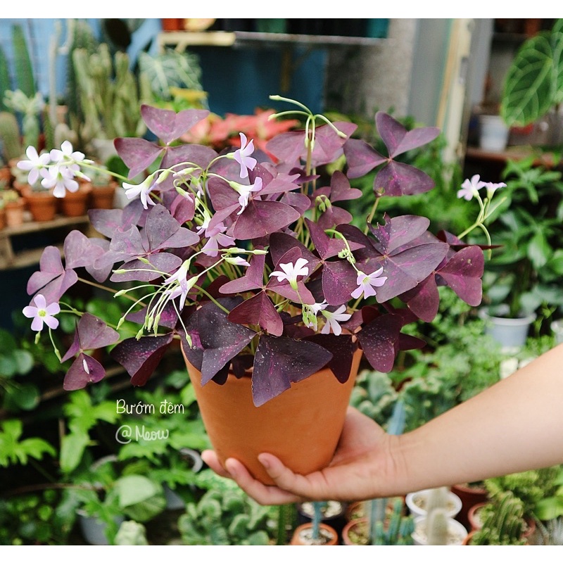 Cây hoa bướm đêm (Oxalis Triangularis Purple) | Shopee Việt Nam