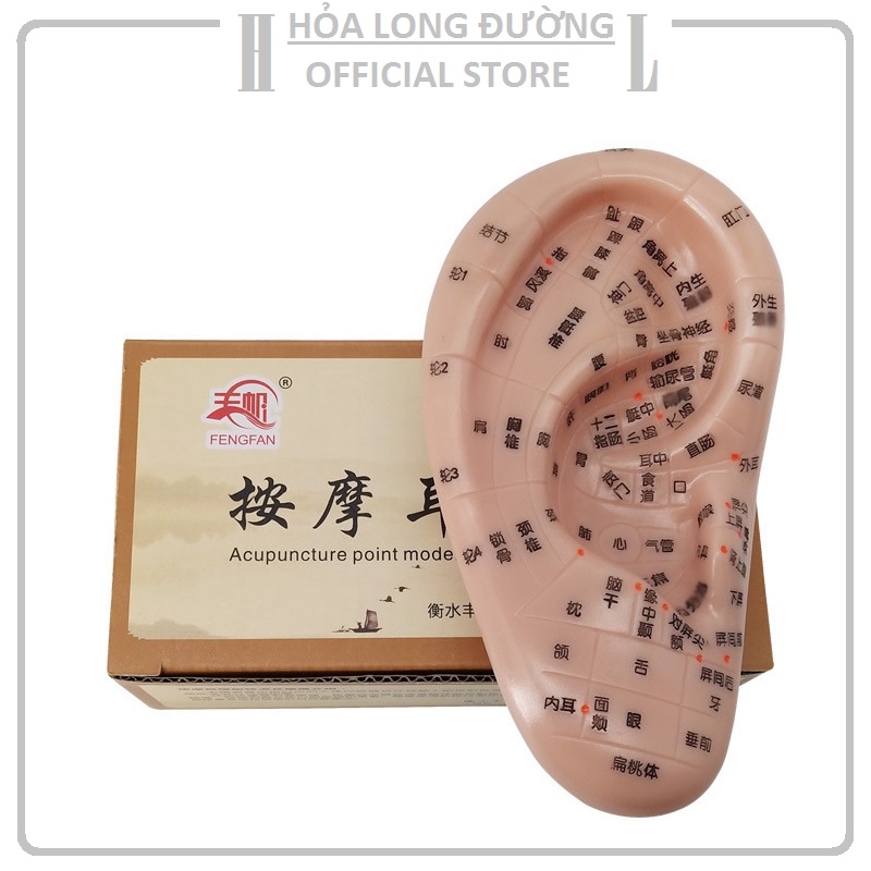 Mô hình loa tai, Mô hình tai người, mô hình huyệt tai | Shopee Việt Nam