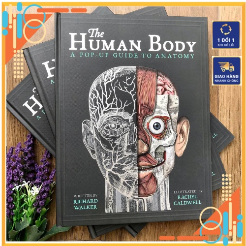 [Đồ chơi học tiếng Anh] The Human Body POP-UP | Shopee Việt Nam