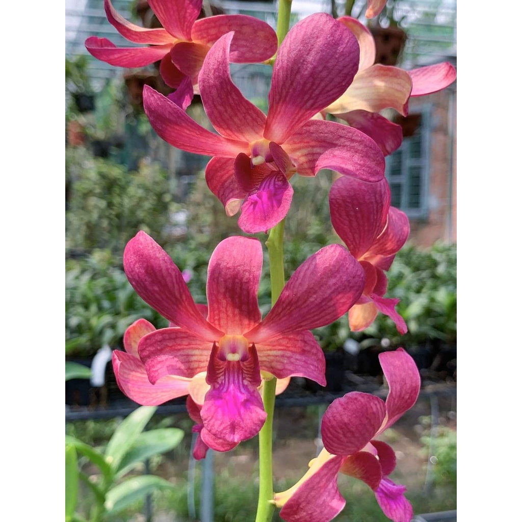HOA LAN DENRO NẮNG PHƯỢNG HOÀNG LỬA GỬI NGUYÊN CHẬU PHI 12 | Shopee ...