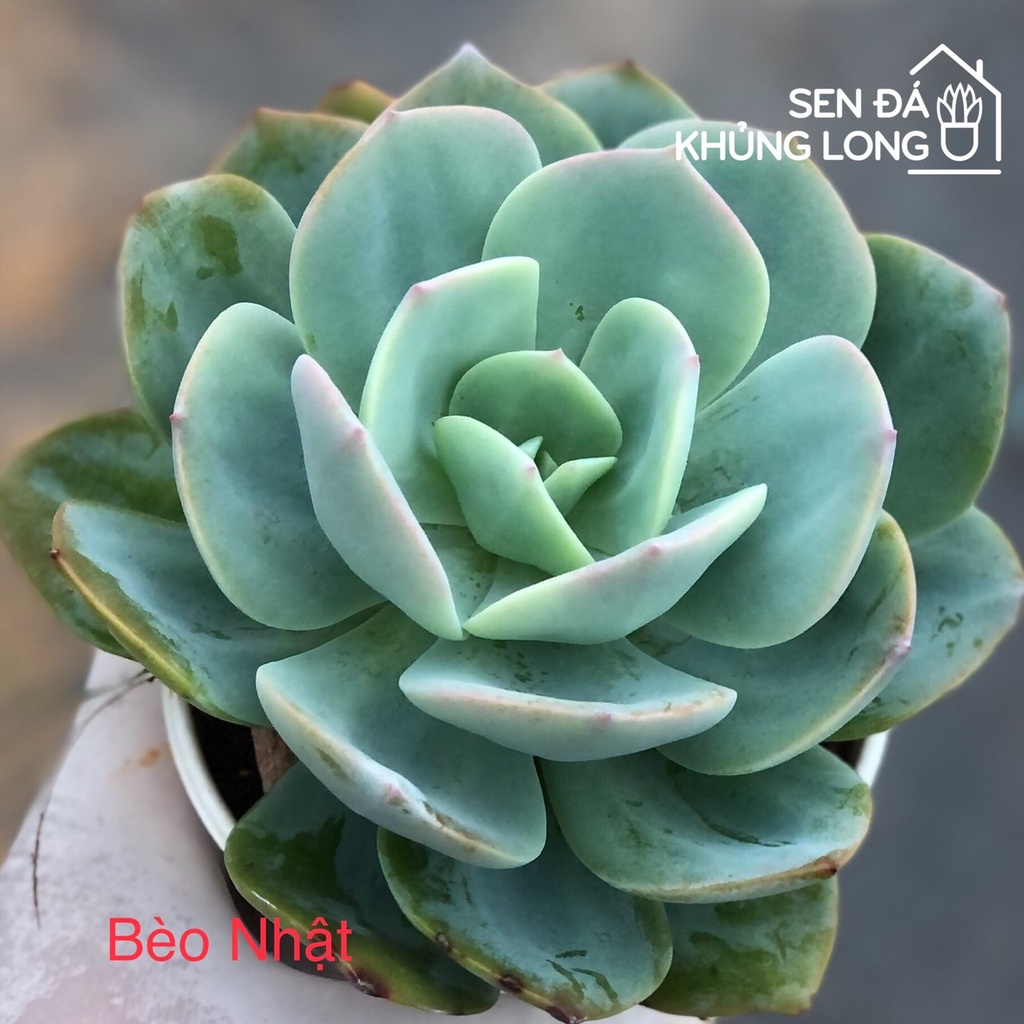 sen đá Bèo Nhật - echeveria hakuhou | Shopee Việt Nam