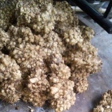 SÂM CÓC , XUYÊN KHUNG NAM, TAM THẤT NAM. | Shopee Việt Nam