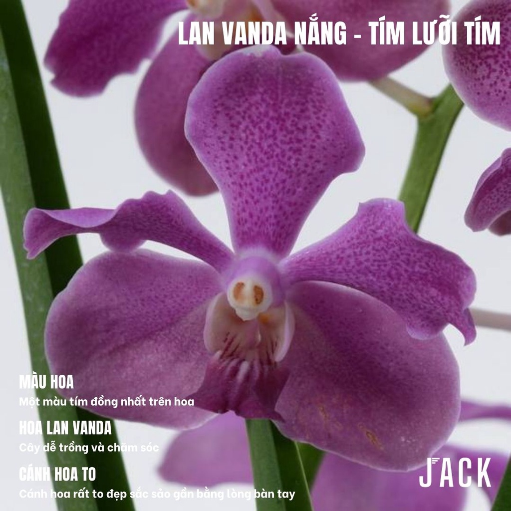 Combo 5 Cây Con Lan Vanda Nắng - Vanda Lá Kim [Siêng Hoa] | Shopee Việt Nam