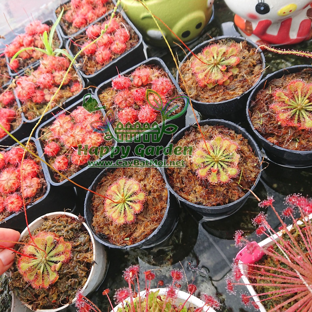 Cây gọng vó Drosera Tokainensis bắt mồi bằng keo dính | Shopee Việt Nam