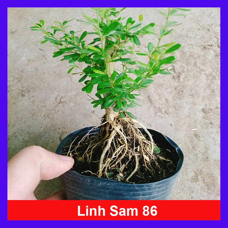Cây Linh Sam 86 - cây cảnh bonsai để bàn | Shopee Việt Nam