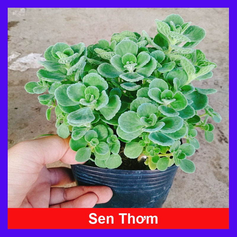 Cây Sen Thơm ( Nhất Mạt Hương ) Toả Hương Thơm Dễ Chịu - cây cảnh để ...