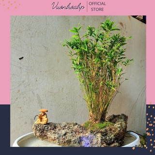 Cây trúc tăm lùn cao 20cm, cây tre lùn tiểu cảnh, non bộ, ảnh thật, lỗi ...