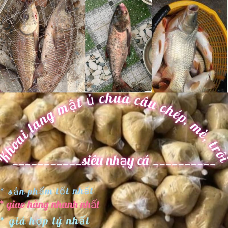 khoai lang mật ủ chua , câu chép, trắm, trôi cực kỳ hiệu quả. | Shopee Việt Nam