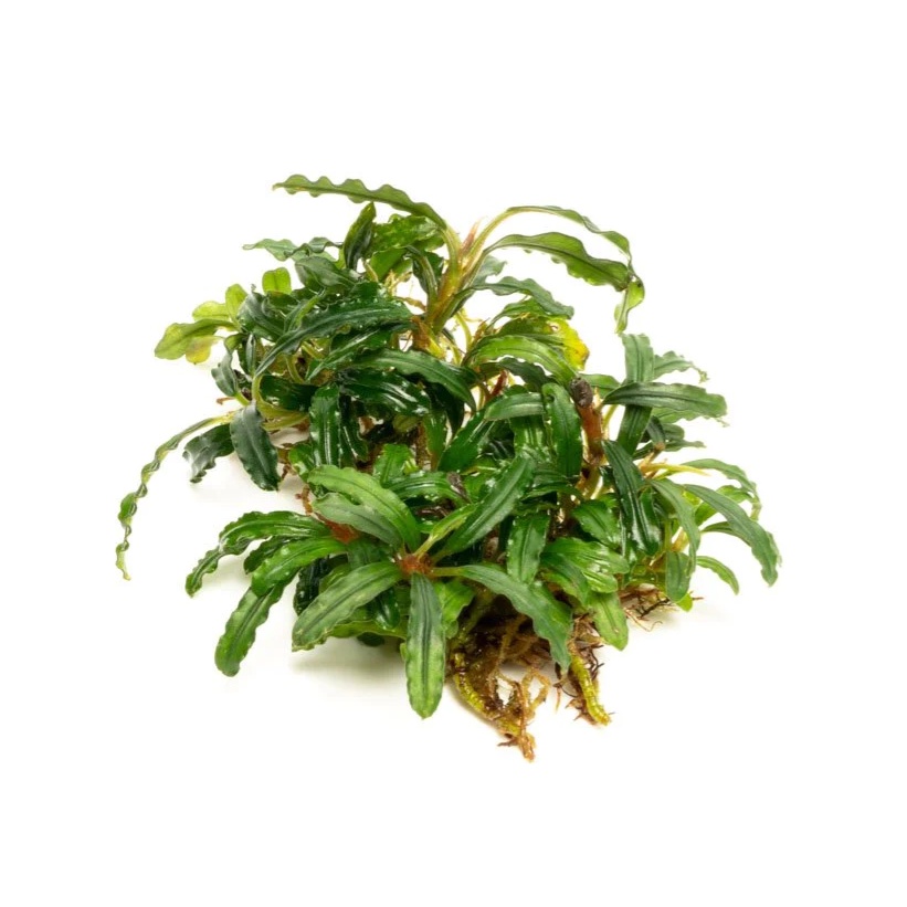 Bucep Xanh - Bucephalandra Wavy Green - Bucephalandra Pygmaea Bukit ...