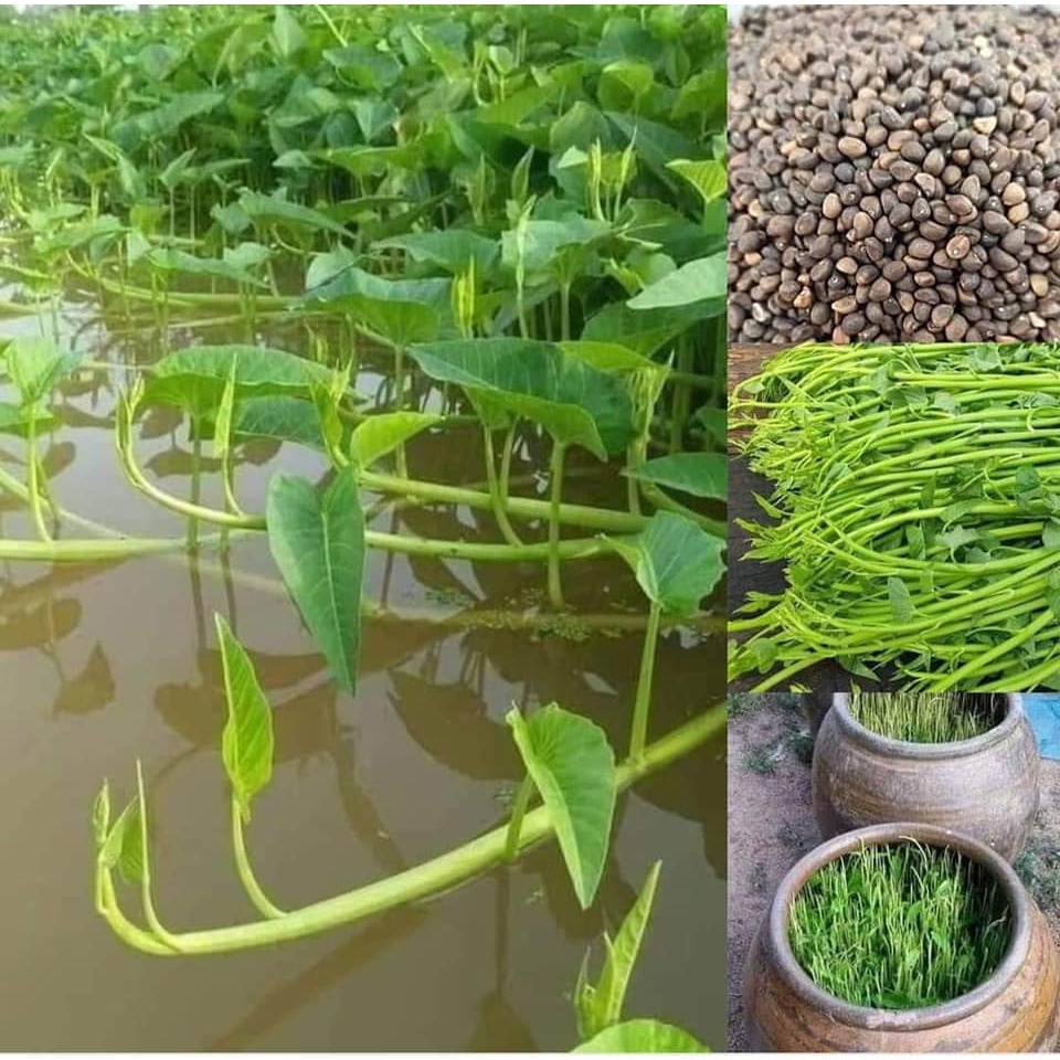 Hạt giống rau muống siêu ngọn ( Rau Muống Nước ) 10gram/goi - CHHH ...