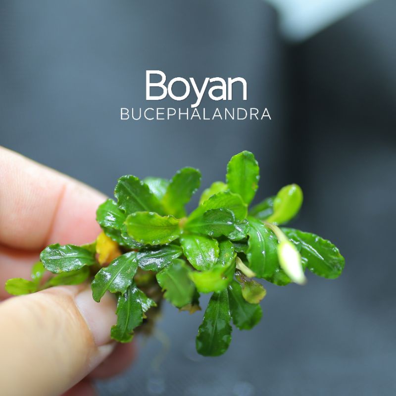 [01 ngọn] Bucep Boyan | Cây thủy sinh lá đỏ | Hàng ngọn | Lá cạn ...