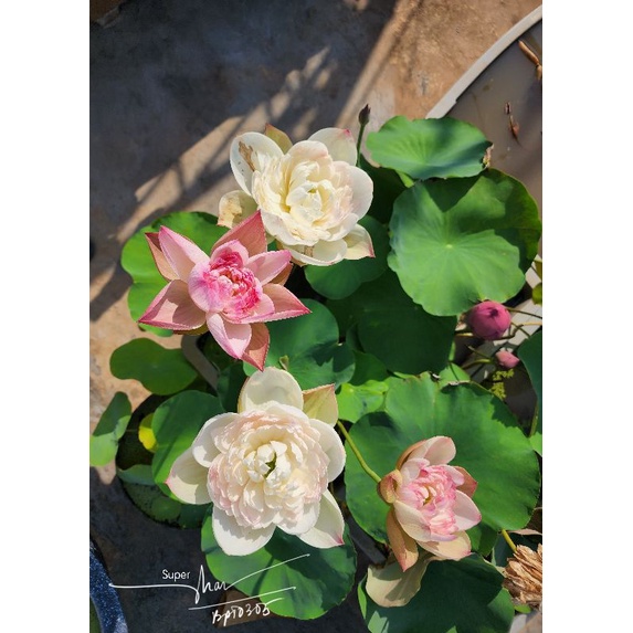 Củ Sen Super | Shopee Việt Nam