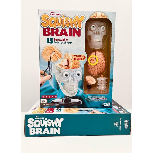 MÔ HÌNH NÃO BỘ - THE AMAZING SQUISHY BRAIN : 15 REMOVABLE BRAIN & SKULL ...