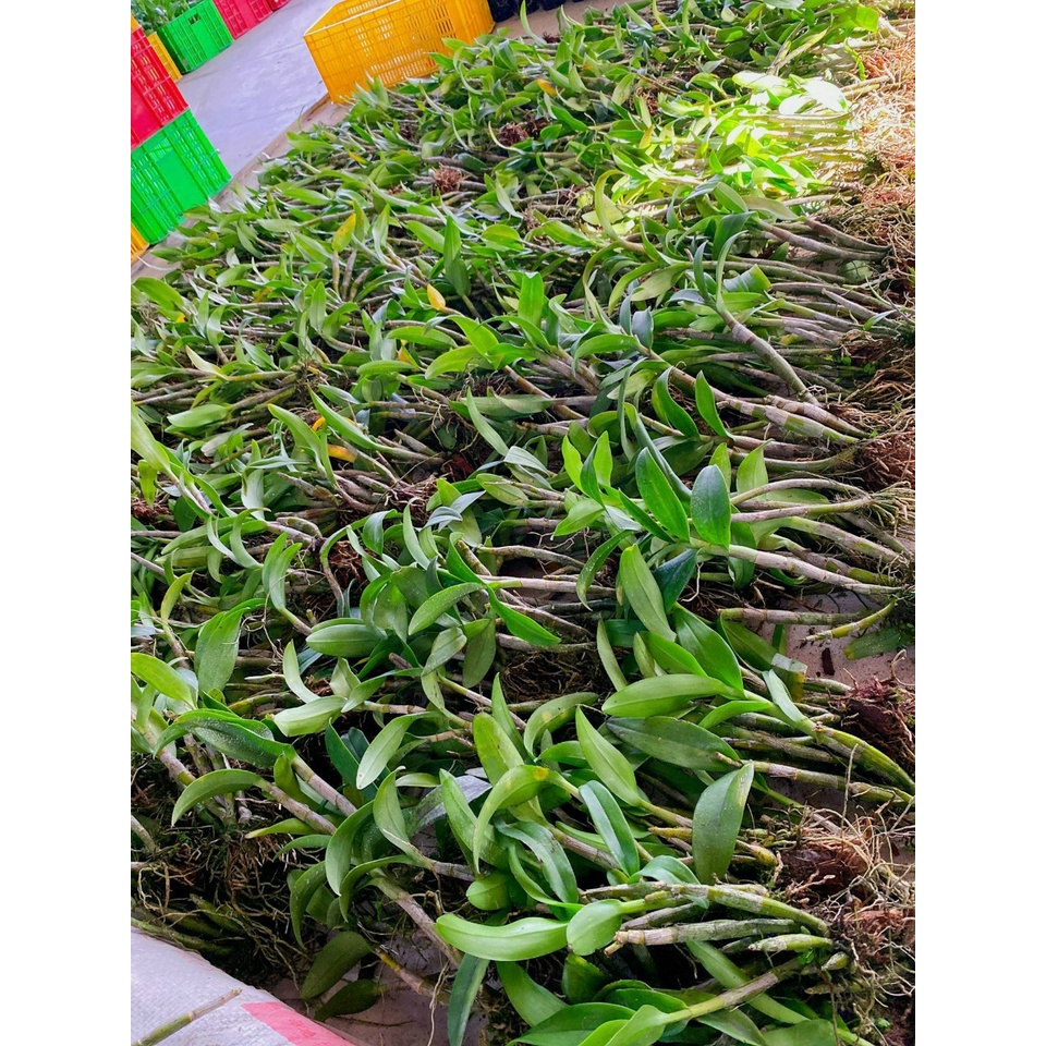 Lan Denro hàng dạt thanh lý ( hàng xé chậu) | Shopee Việt Nam