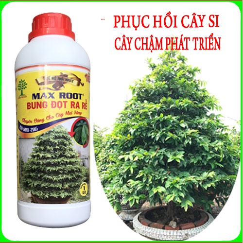 Siêu kích rễ mai vàng, phục hồi cây si Max Root chai 1 lít | Shopee Việt Nam
