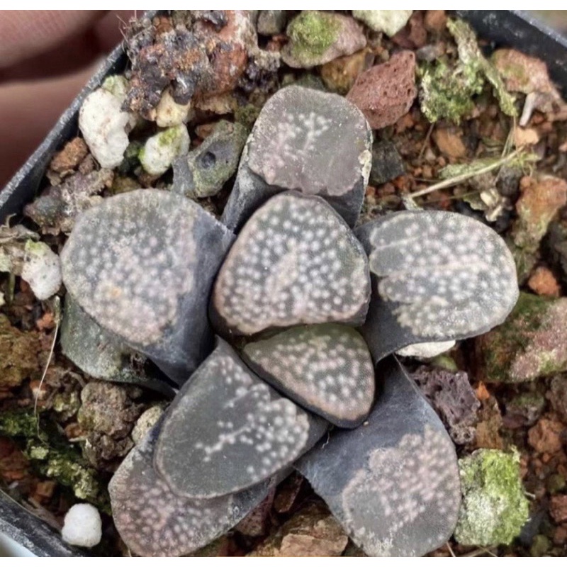 Cây sen đá hawothia guốc tròn haworthia groenewaldii | Shopee Việt Nam