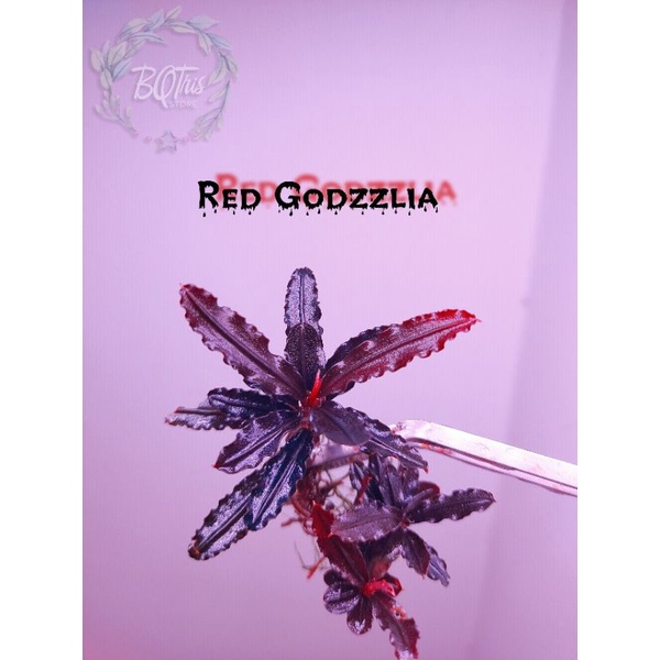 Bucep Red Godzilla | cây thủy sinh lá dài | hàng ngọn | lá cạn | siêu ...