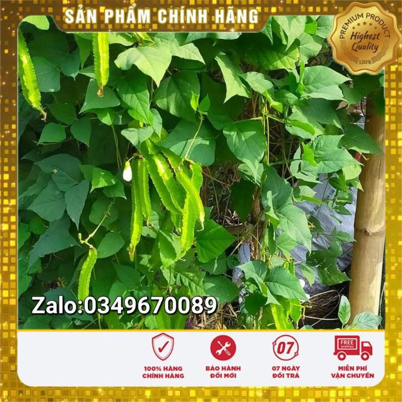 Hạt Giống Đậu Rồng đậu Khế 5gr Shopee Việt Nam