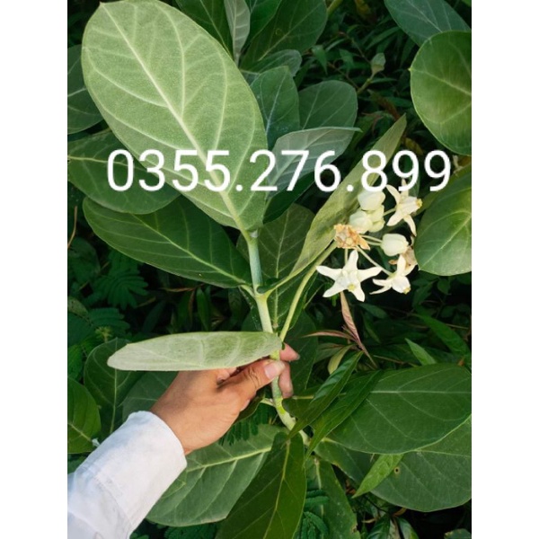 Lá hen khô 1kg | Shopee Việt Nam