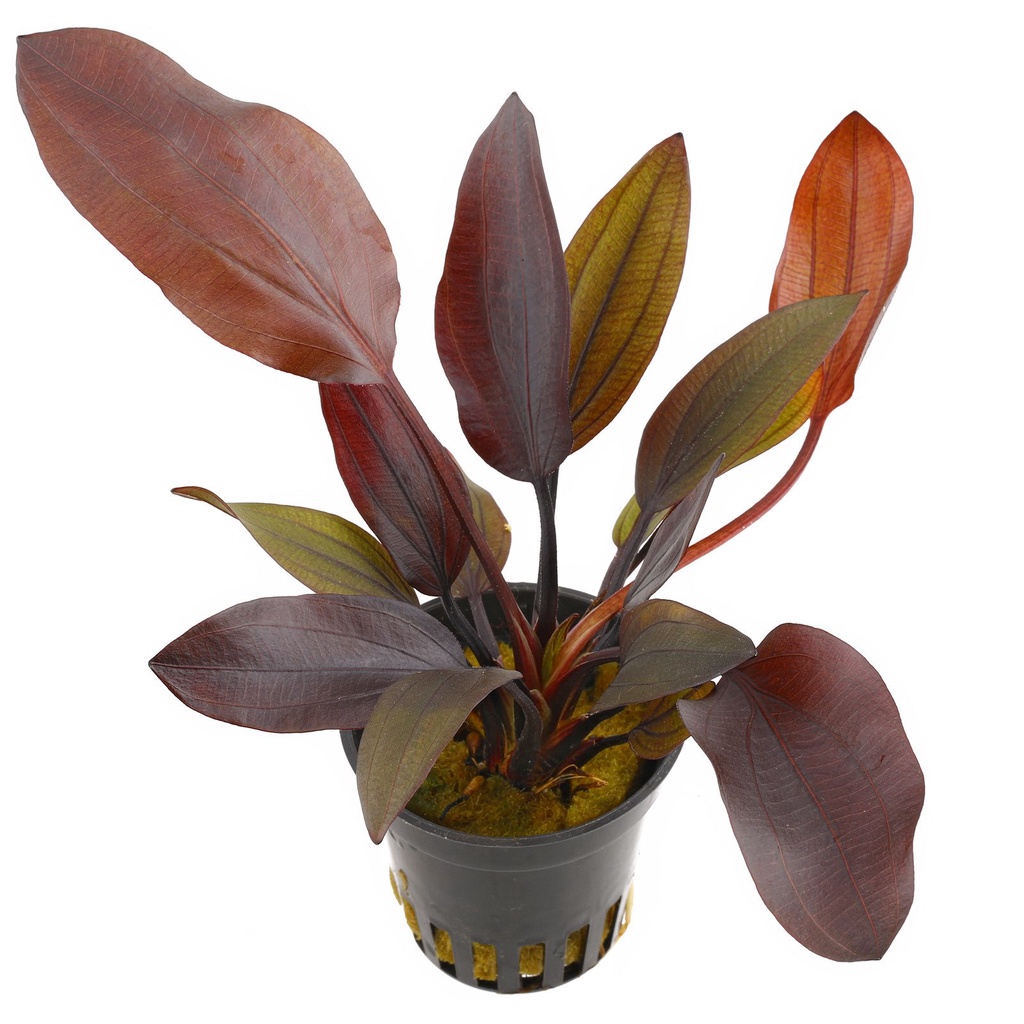 Cây Trầu AFlame - Echinodorus Aflame | Shopee Việt Nam
