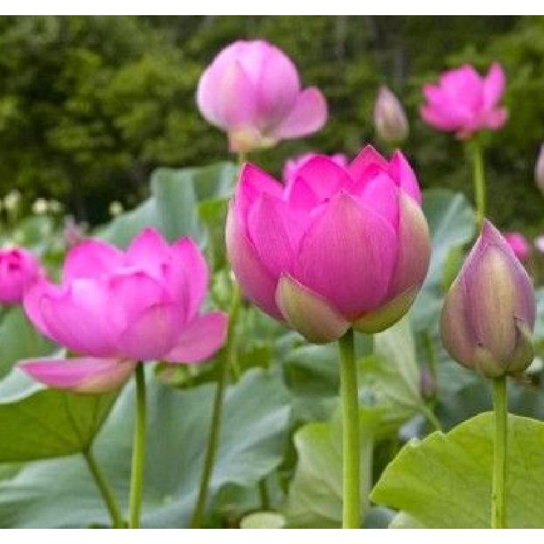 Hạt Giống Hoa Sen Ta (Sen Hồng Việt Nam)- Gói 10 hạt | Shopee Việt Nam