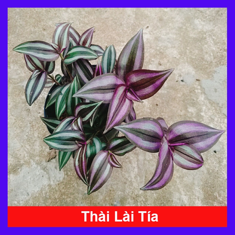 Cây Thài Lài Tía (cây rau chay) | Shopee Việt Nam