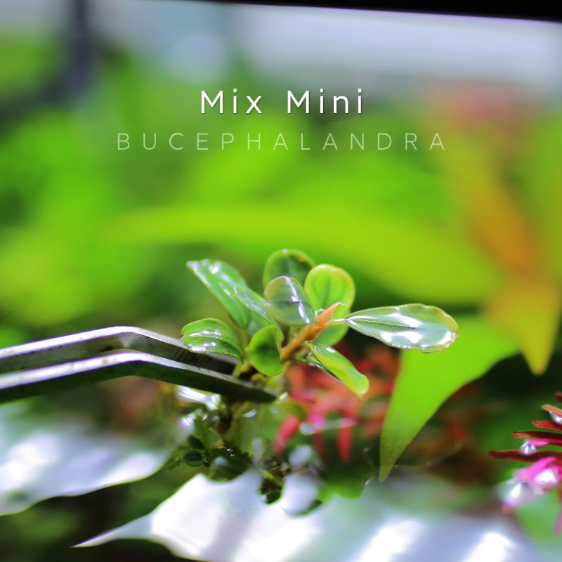 Bucep Mix Mini | Quà tặng chương trình khuyến mãi | Đang dưỡng nước ...