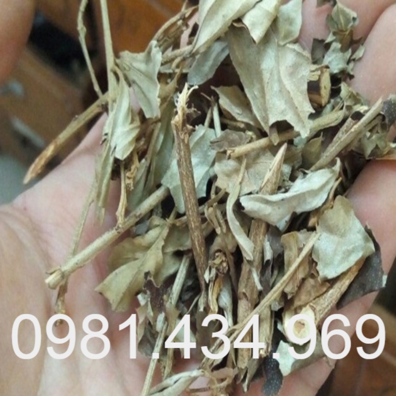 Cây Khổ Sâm Khô Chất Lượng 01KG Mới | Shopee Việt Nam