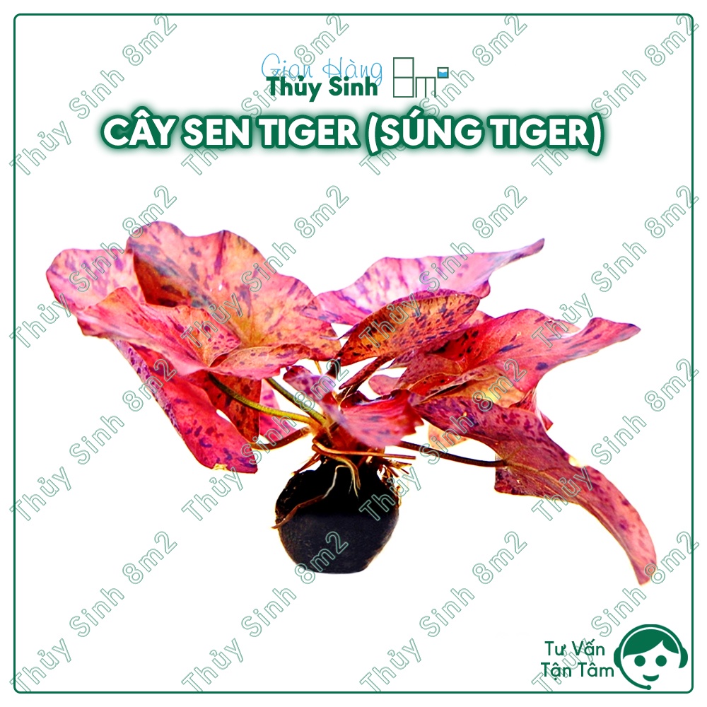 01 Củ Sen Tiger | Cây Thủy Sinh Cắm Nền | 8m2 | Shopee Việt Nam