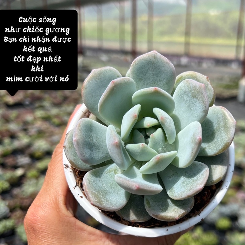 sen đá Monroe size trung 7-8cm THUANPHAT GARDEN, siêu đẹp siêu sang xịn ...