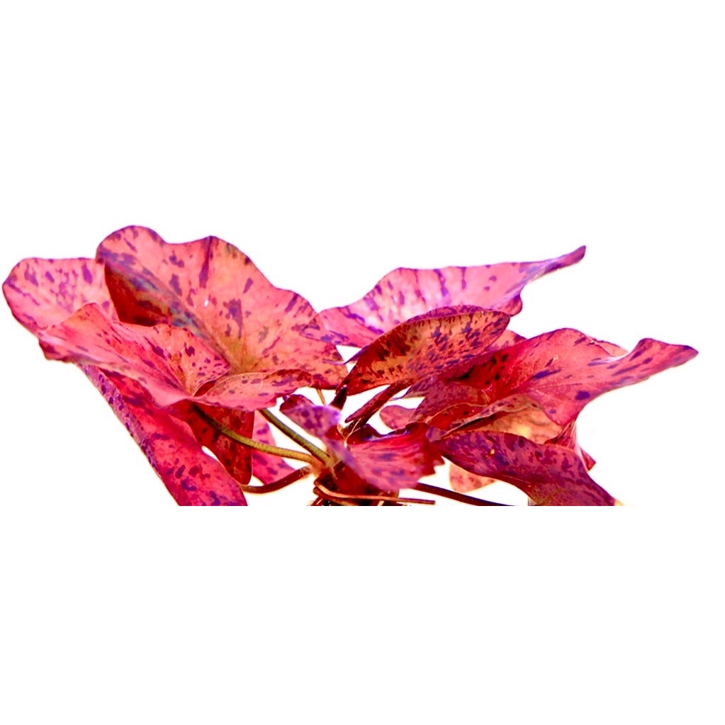 Tiger Lotus - Thuỷ Sinh Sen Tiger(Cây) -KHÔNG CO2- Cây Thuỷ Sinh ...