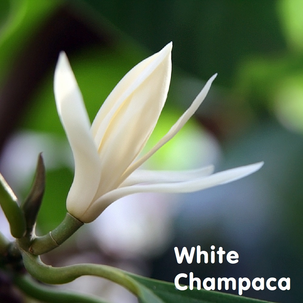 Tinh dầu Mộc lan trắng White Champaca Essential Oil (Magnolia) | Shopee Việt Nam