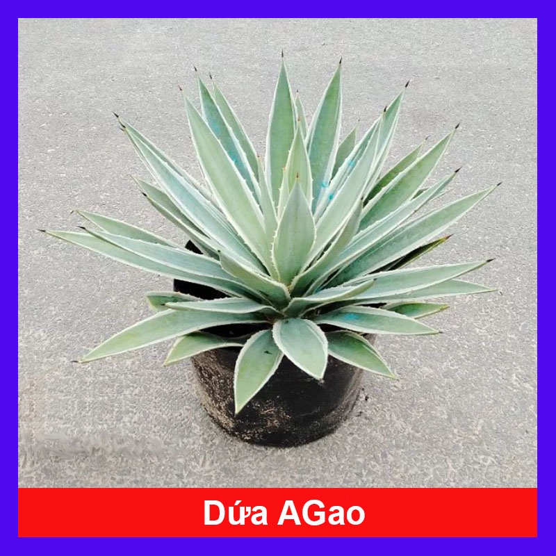 Cây Dứa Agao ( Dứa Nam Mỹ ) - cây cảnh đẹp - caykiengsadec | Shopee ...