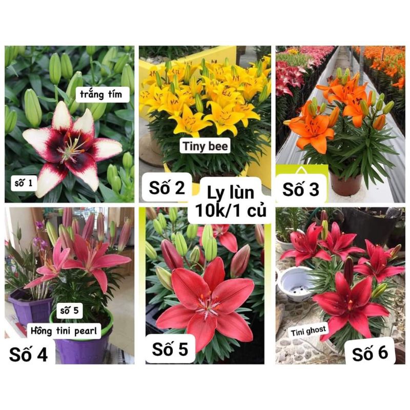 củ hoa ly lùn size 1214 | Shopee Việt Nam