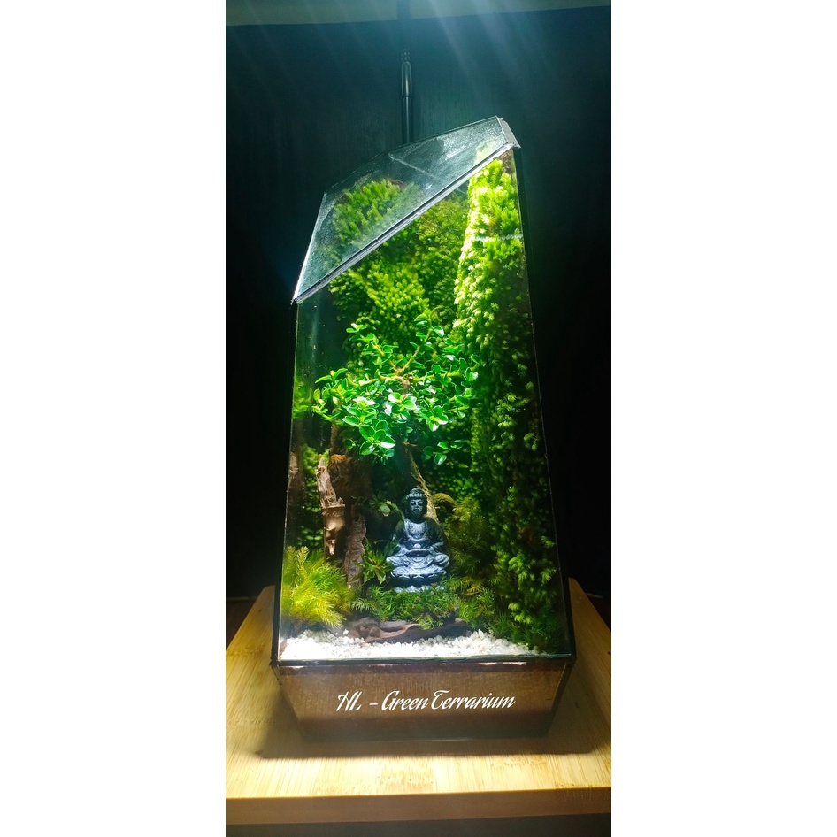 (terrarium setup sẵn)Bình Terrarim đã giác đã setup sẵn làm quà tặng ...