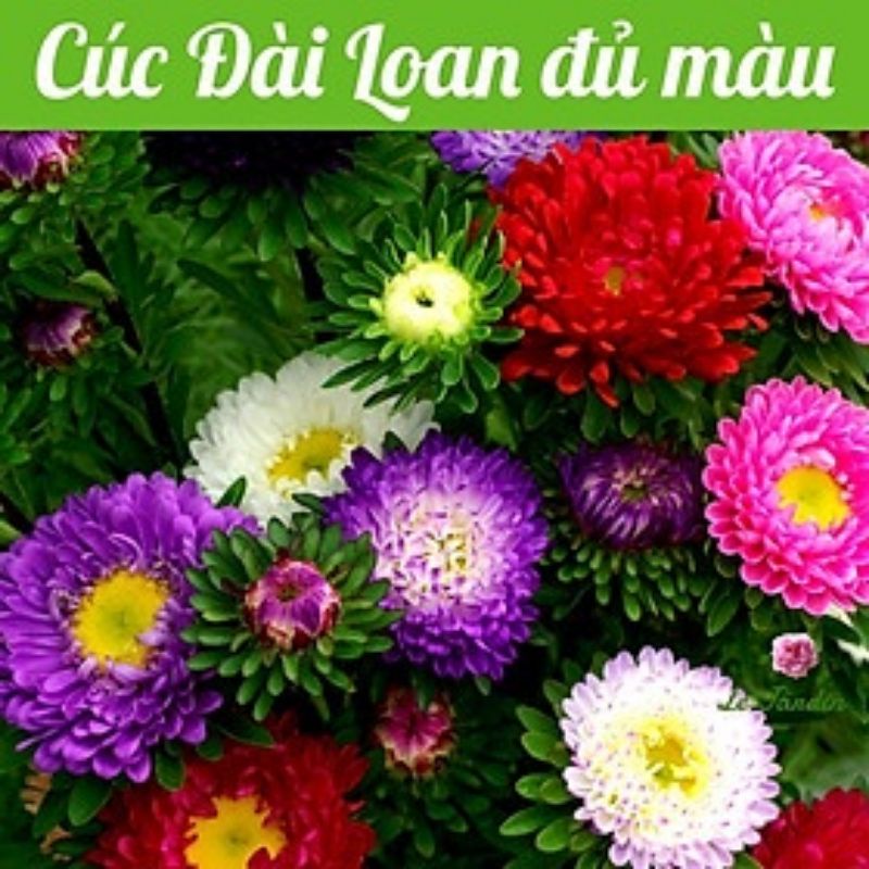2.000 Hạt giống hoa Cúc Đài Loan (Cúc magic) nhiều màu. nãy mầm tốt ...
